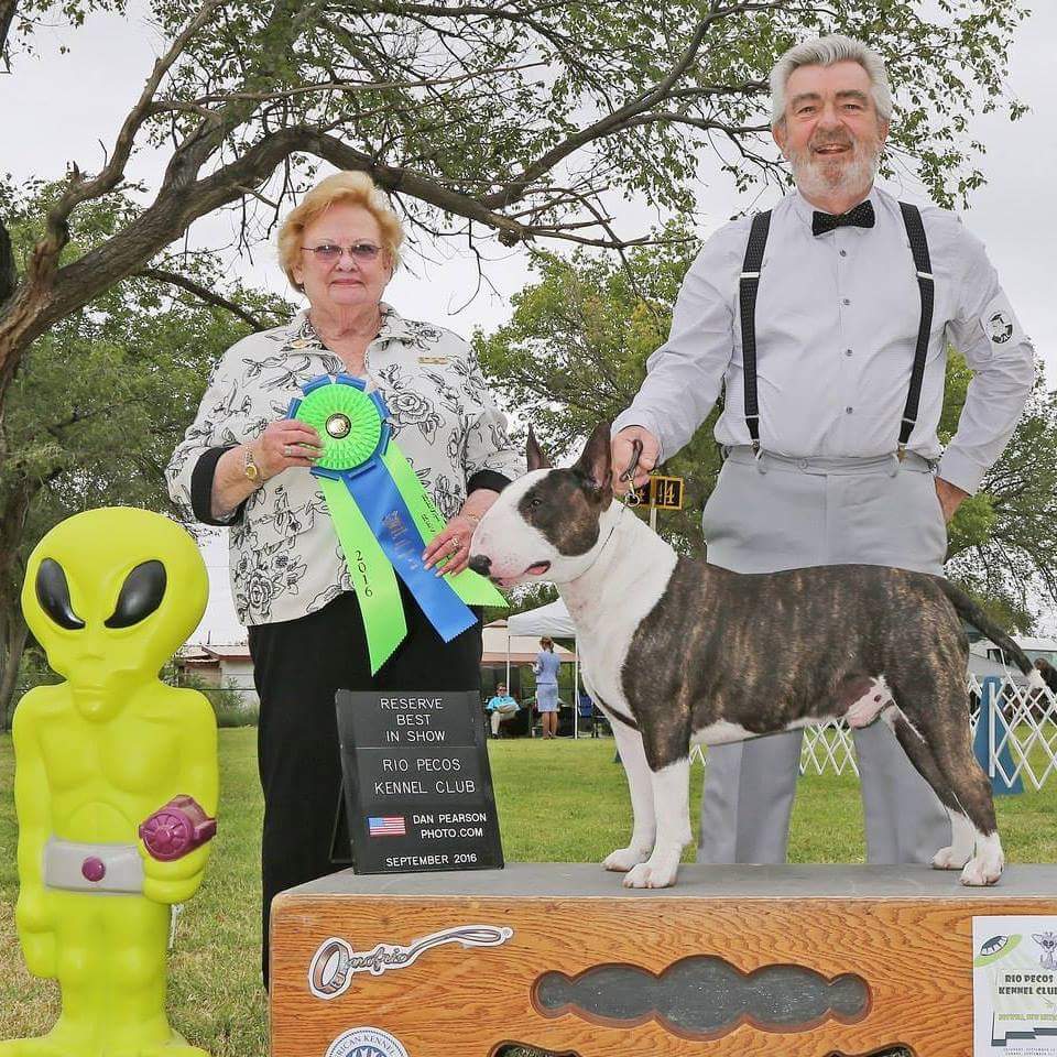 Explore Bull Terrier Pedigrees - Comprehensive Database of Lineage and Ancestry