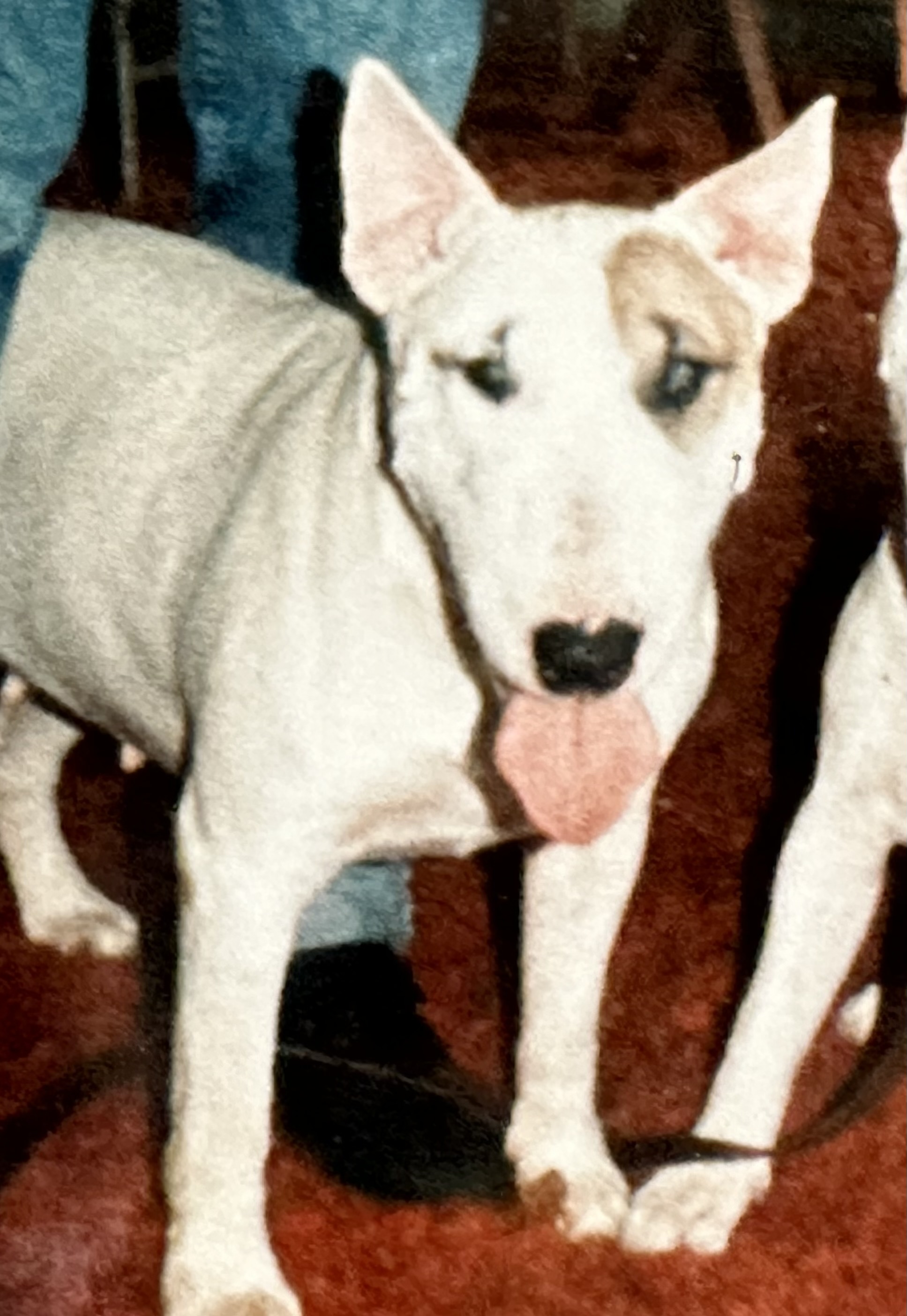 HYDROJAX INSPIRATION ROSE - Bull Terrier Pedigree